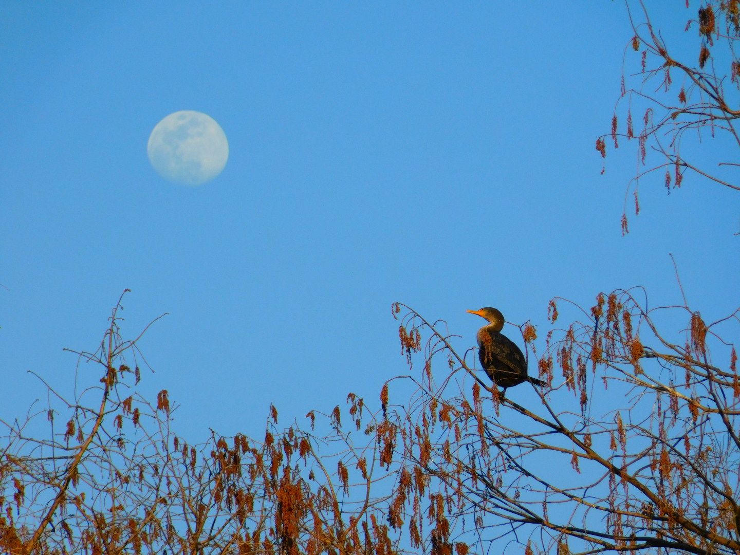 Feathers, Scales, Sparks and the Moon – Life on Lailia
